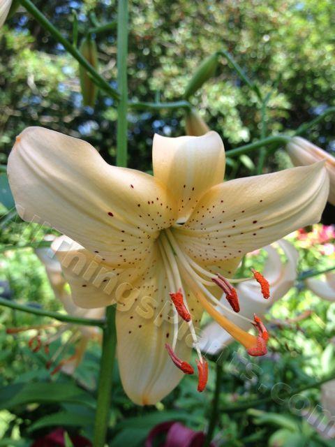 Lily (Lilium Calendar Girl) in the Lilies Database - Garden.org