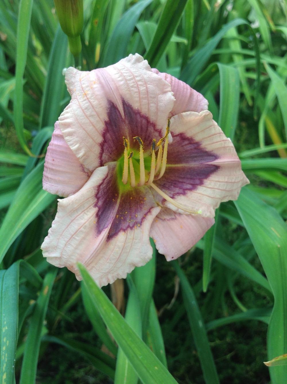 Photo of the bloom of Daylily (Hemerocallis 'Siloam Jack Spratt ...