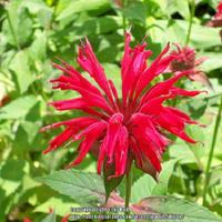 Photo of the emerging growth of Bee Balm (Monarda didyma 'Jacob Cline ...