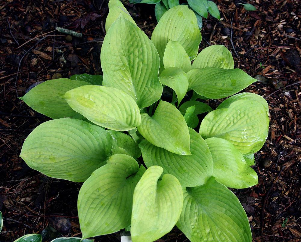 Hosta 'Diva' in the Hostas Database - Garden.org
