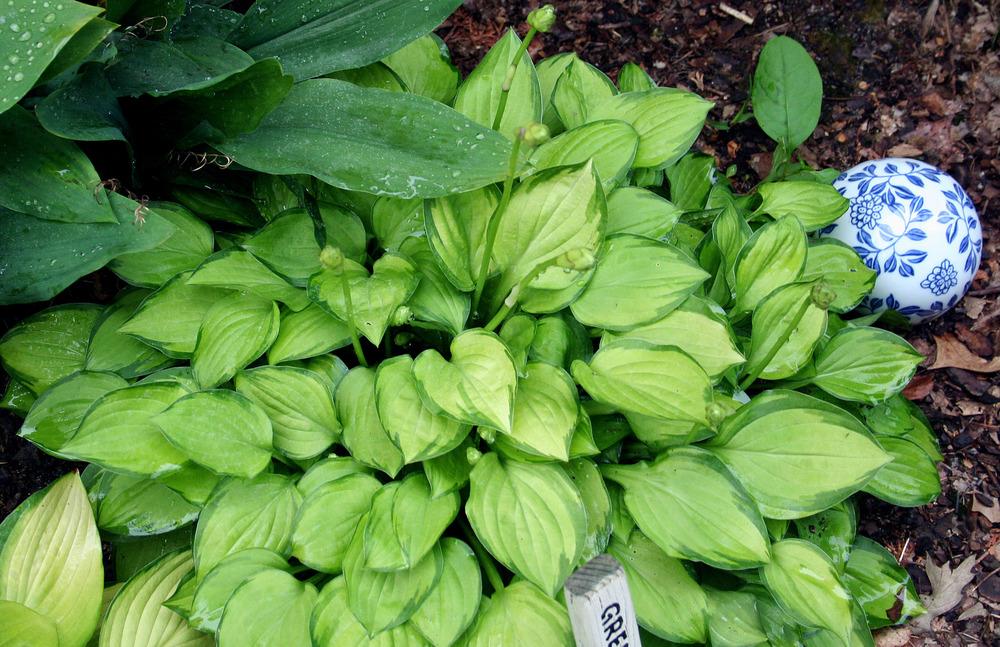 Hosta 'Green with Envy' in the Hostas Database - Garden.org