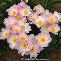 Photo of the bloom of Chinese Peony (Paeonia lactiflora 'Sea Shell ...