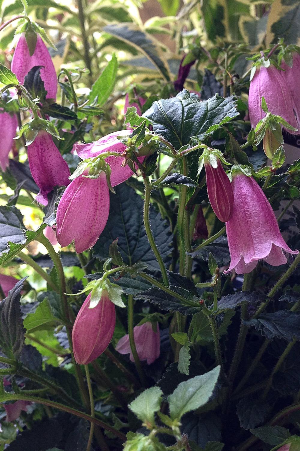 Bellflowers: Plant Care and Collection of Varieties - Garden.org