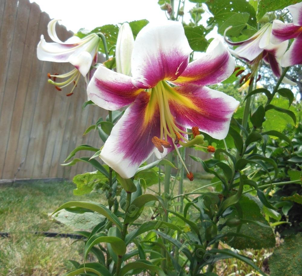 Photo of the bloom of Lily (Lilium 'Beverly Ann') posted by Moby ...
