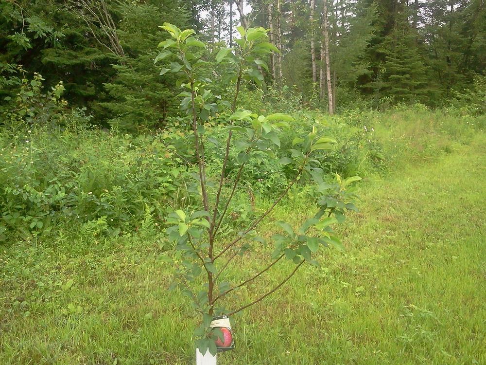 Apple (Malus domestica Prairie Magic®) in the Apples Database - Garden.org