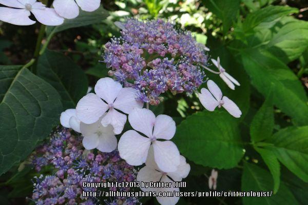 Hydrangea (Hydrangea macrophylla Cityline™ Venice) in the Hydrangeas ...