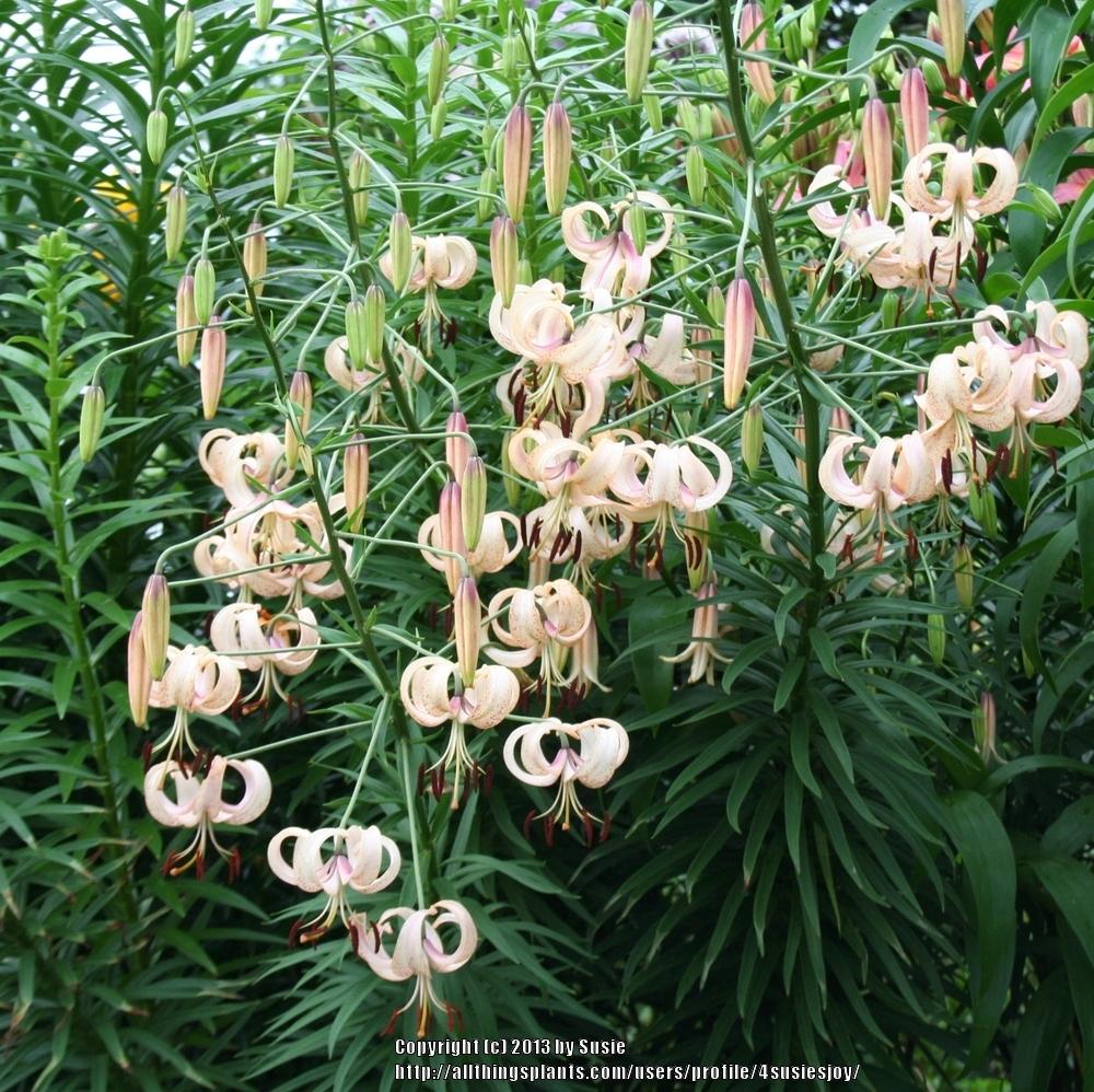Photo of the entire plant of Lily (Lilium 'Ariadne') posted by ...