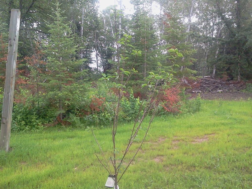 Plum (Prunus domestica 'Pembina') in the Plums Database - Garden.org