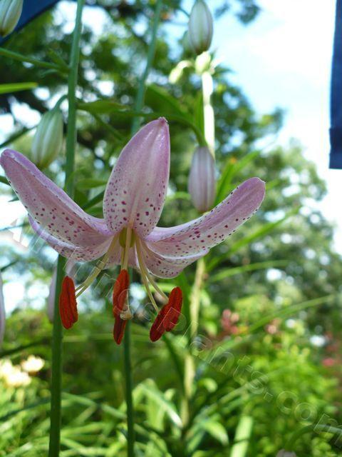 A Tutorial on Growing Lilies - Garden.org
