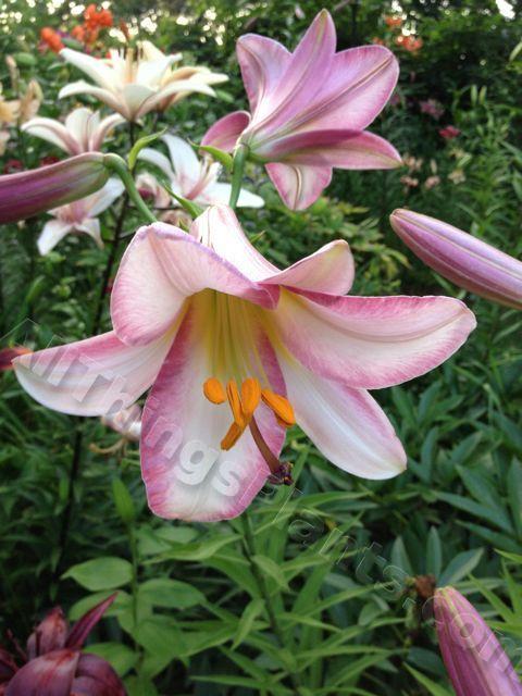 A Tutorial on Growing Lilies - Garden.org