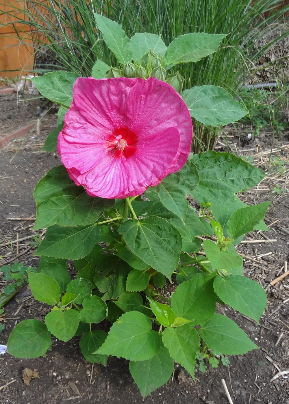 Photo of the entire plant of Hybrid Hardy Hibiscus (Hibiscus Luna™ Rose ...