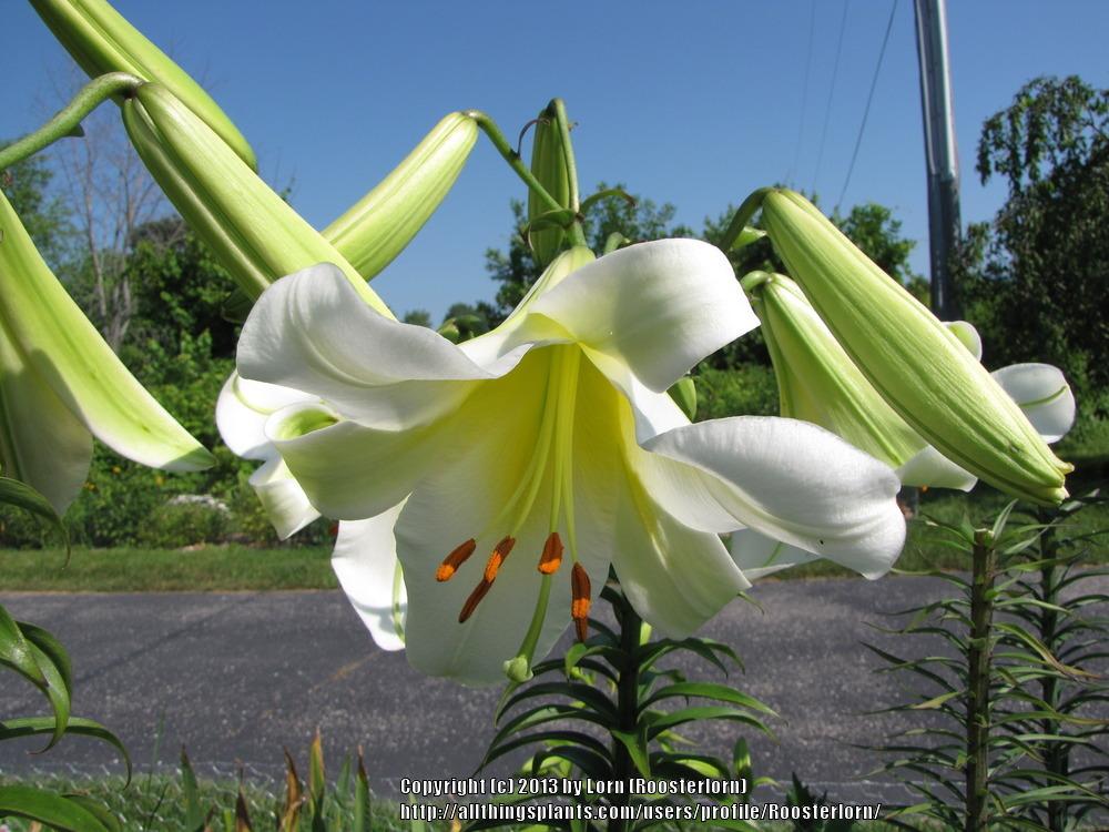Trumpet and Aurelian lilies 2013 in the Lilies forum - Garden.org