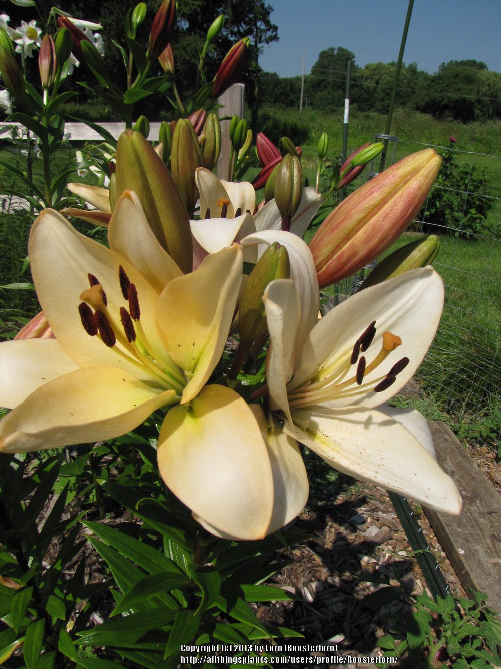 Lily (Lilium 'Champion Diamond') in the Lilies Database - Garden.org
