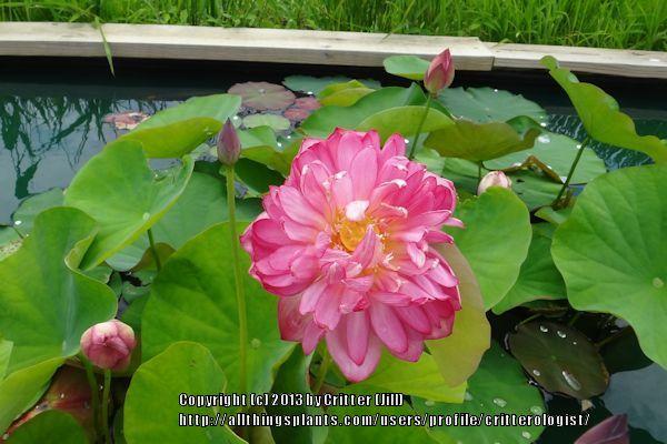 Photo of the entire plant of Sacred Lotus (Nelumbo 'Momo Botan') posted ...