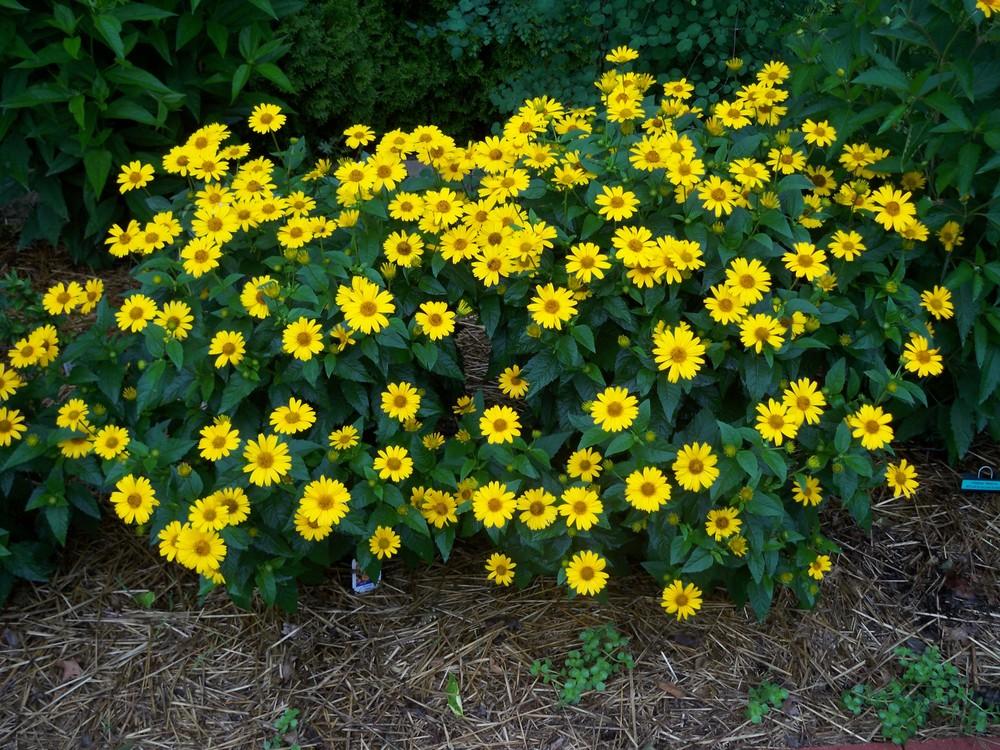 Smooth Ox-Eye (Heliopsis helianthoides 'Tuscan Sun') - Garden.org