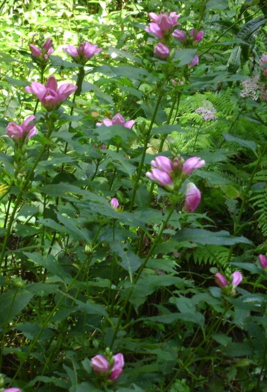 Turtlehead (Chelone lyonii 'Pink Temptation') - Garden.org