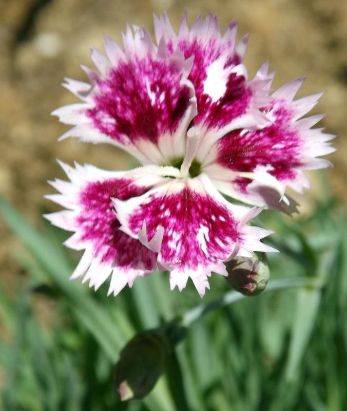 Cottage Pink (Dianthus plumarius 'Spring Beauty') in the Dianthus ...