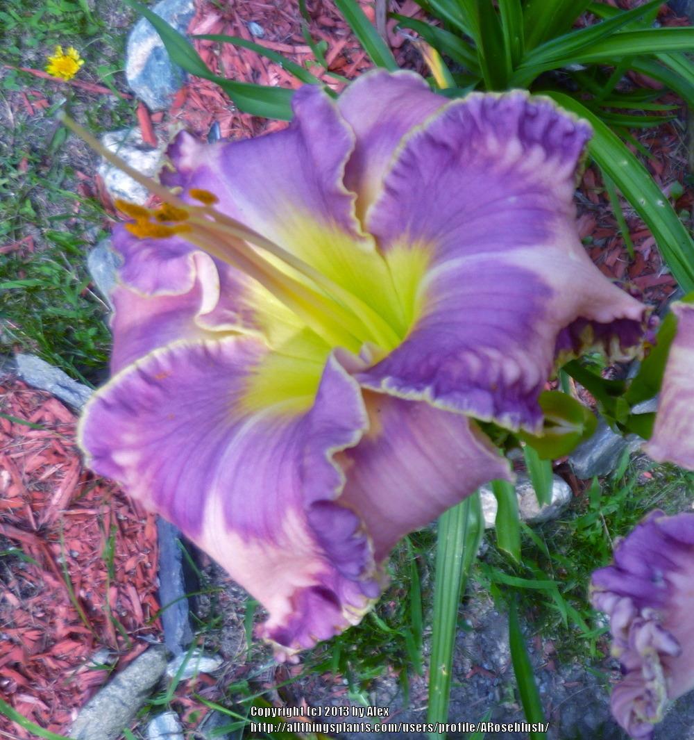 Photo of the bloom of Daylily (Hemerocallis 'Blue-breasted Bee-eater ...