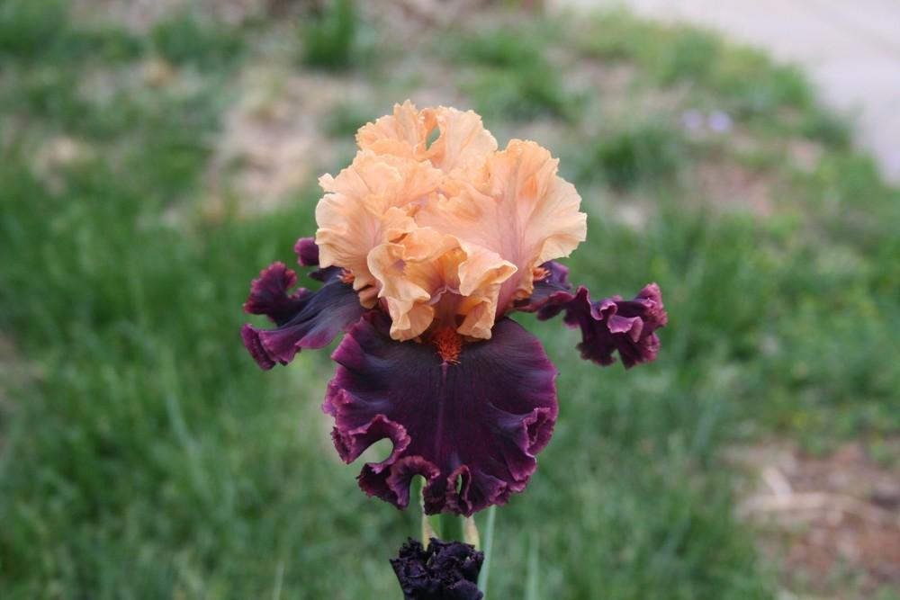 Photo of the bloom of Tall Bearded Iris (Iris 'Toronto') posted by ...