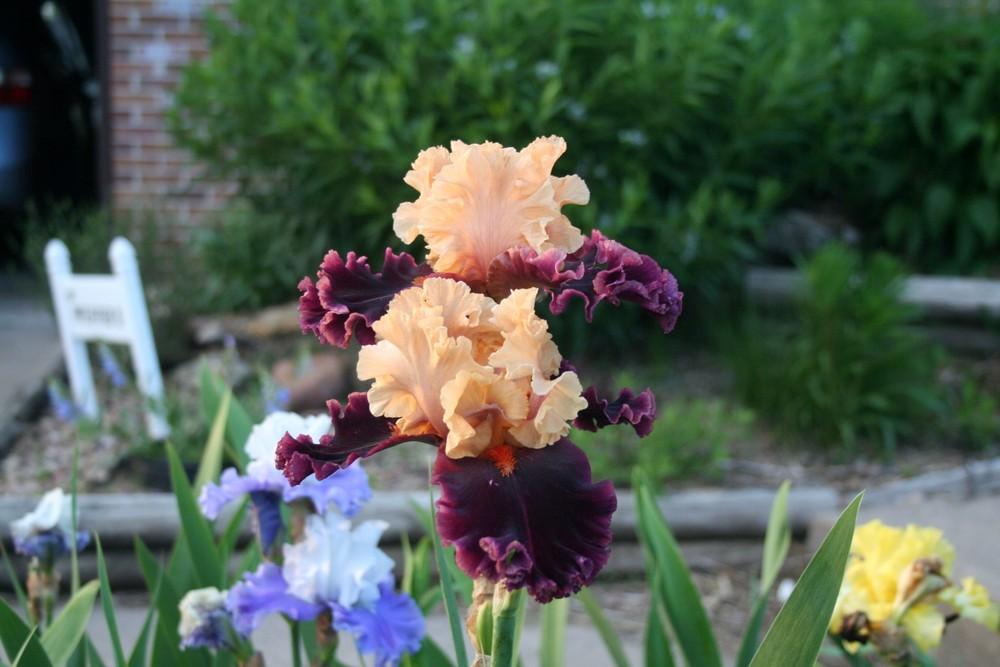 Photo of the bloom of Tall Bearded Iris (Iris 'Toronto') posted by ...