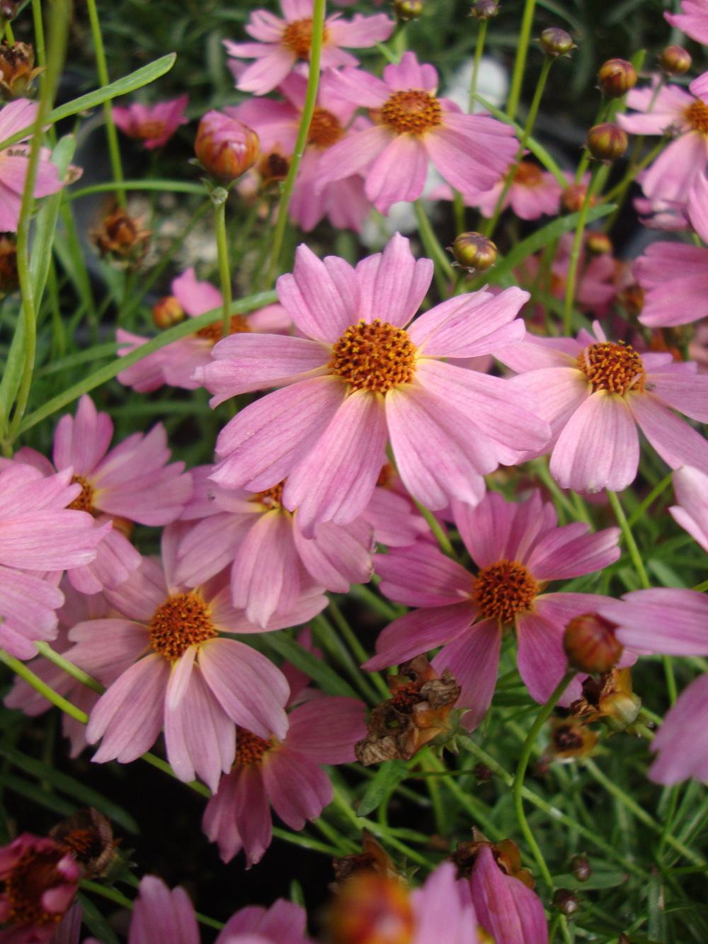 Hybrid Tickseed (Coreopsis 'Pink Lemonade') in the Tickseeds Database ...