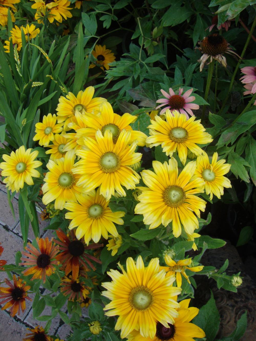 Photo of the entire plant of Black-eyed Susan (Rudbeckia hirta 'Prairie ...