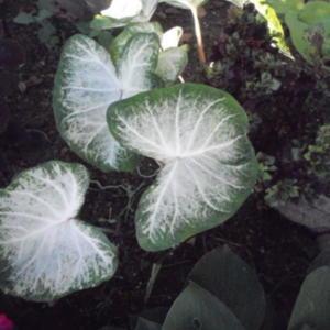 Fancy-leaf Caladium (Caladium 'Grey Ghost') in the Caladiums Database ...