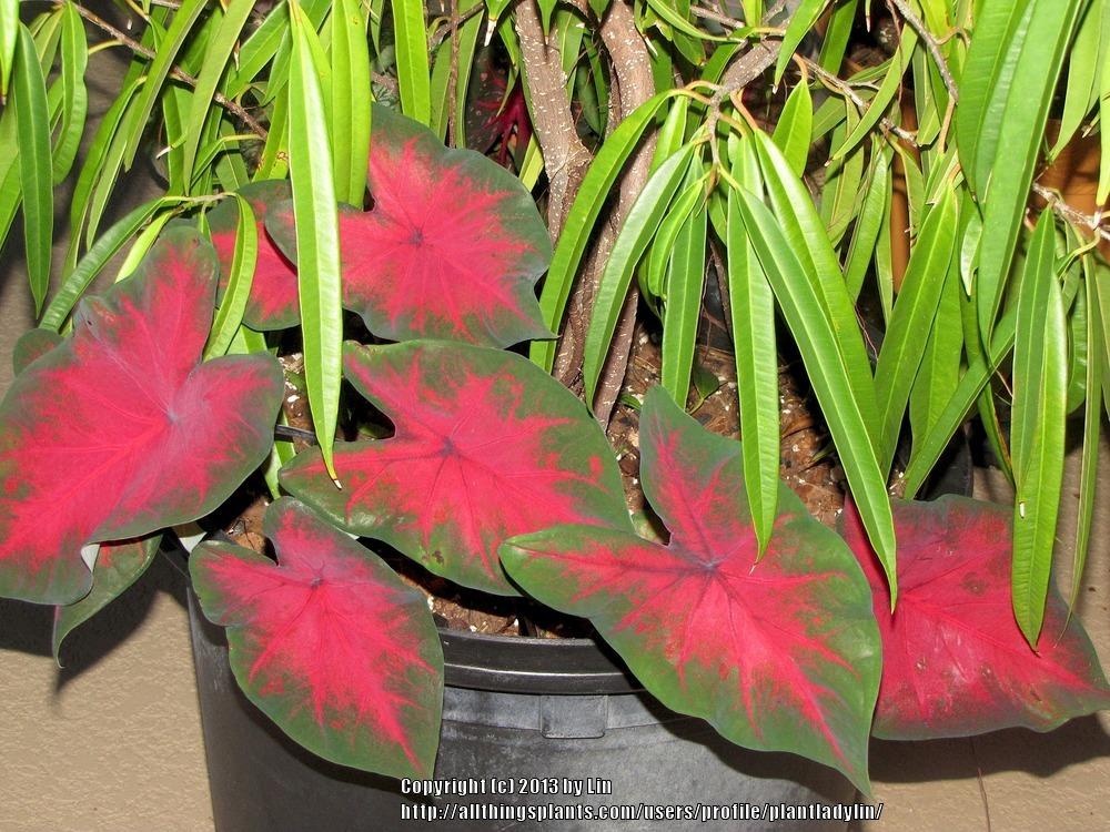 Photo of the leaves of Fancy-leaf Caladium (Caladium 'Florida Cardinal ...
