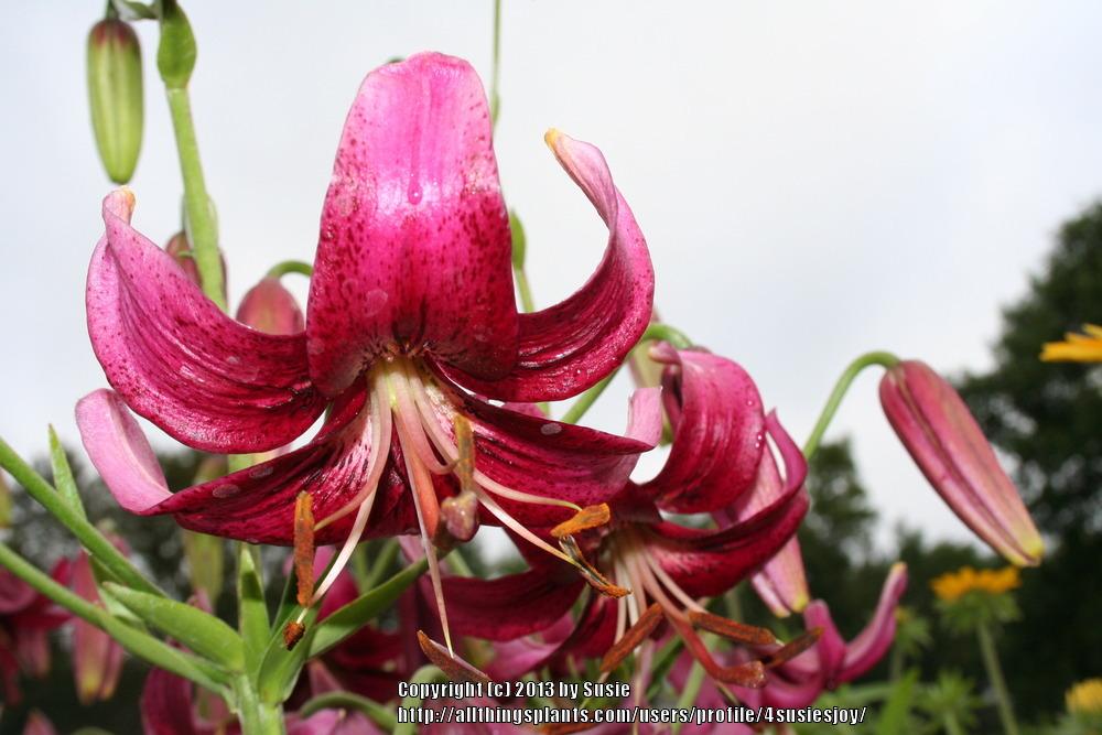 Photo of the bloom of Lily (Lilium 'Angela North') posted by 4susiesjoy ...