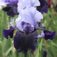 Photo of the bloom of Tall Bearded Iris (Iris 'Dangerous Mood') posted ...