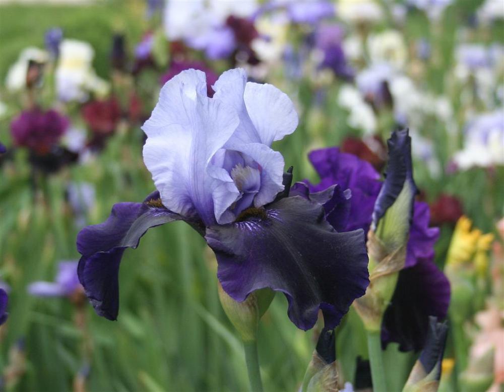 Photo of the bloom of Tall Bearded Iris (Iris 'Dangerous Mood') posted ...