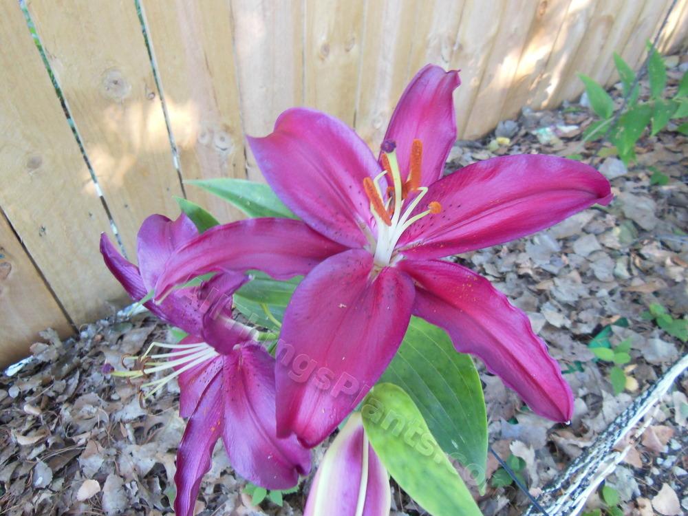 Lily (Lilium 'Firebolt') in the Lilies Database - Garden.org