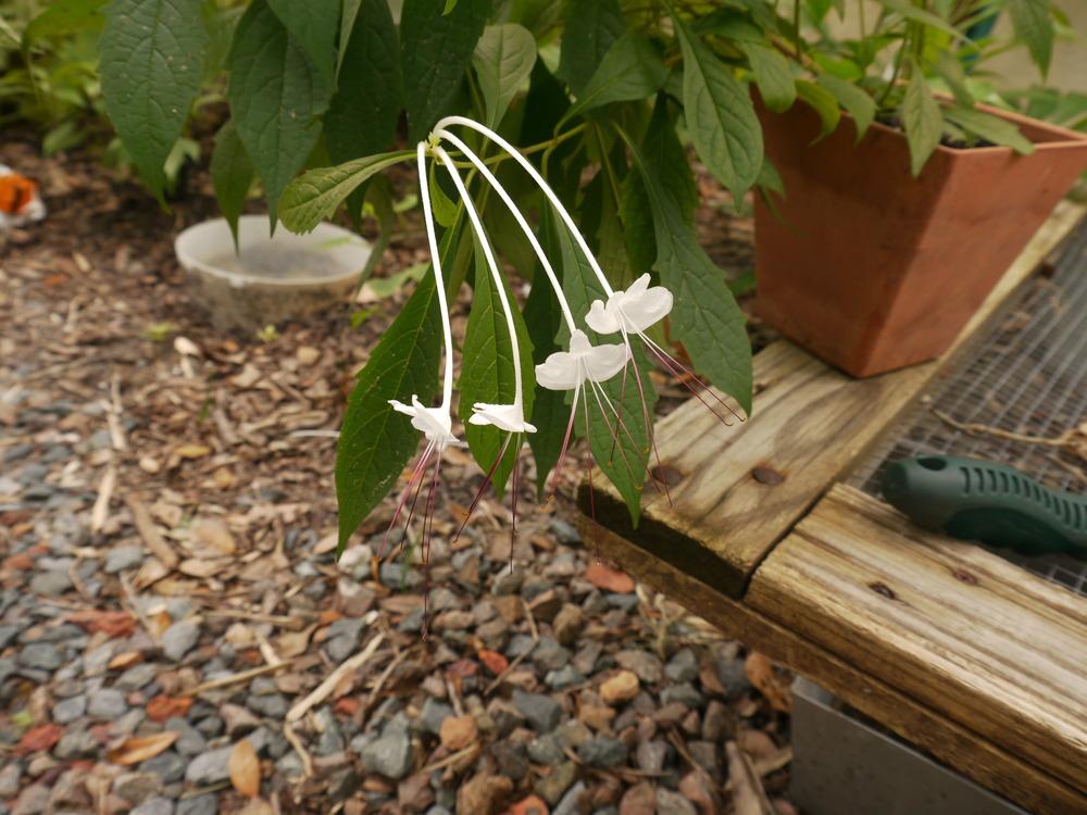 Photo of the bloom of Musical Note Plant (Rotheca microphylla) posted ...