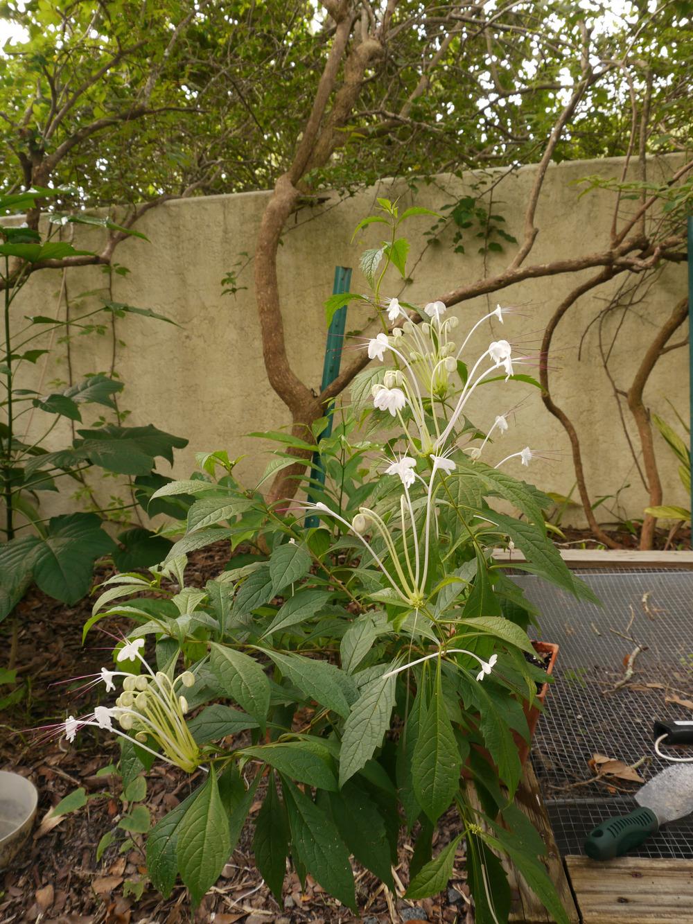 Photo of the entire plant of Musical Note Plant (Rotheca microphylla ...