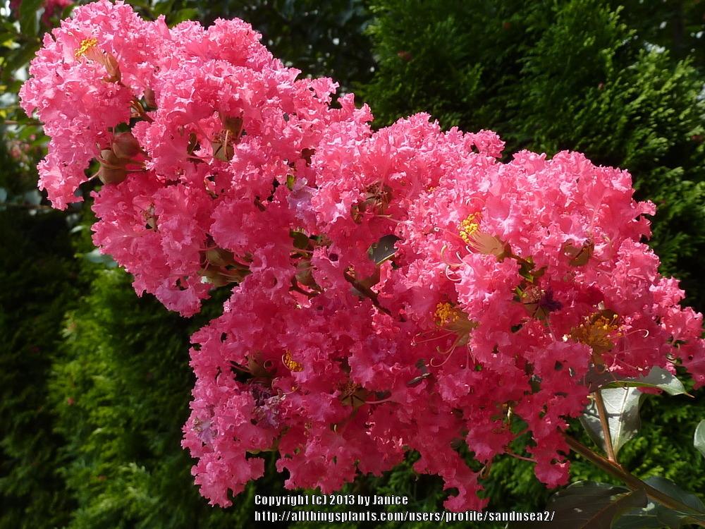 Crepe Myrtles: Plant Care and Collection of Varieties - Garden.org