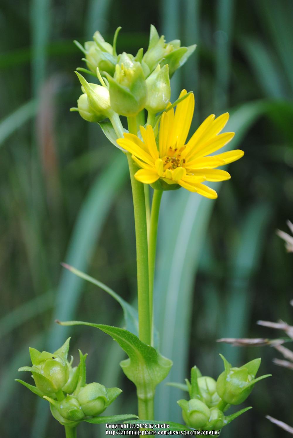 Silphiums: Plant Care and Collection of Varieties - Garden.org