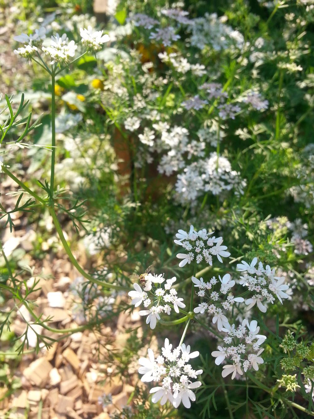 Cilantros: Plant Care and Collection of Varieties - Garden.org