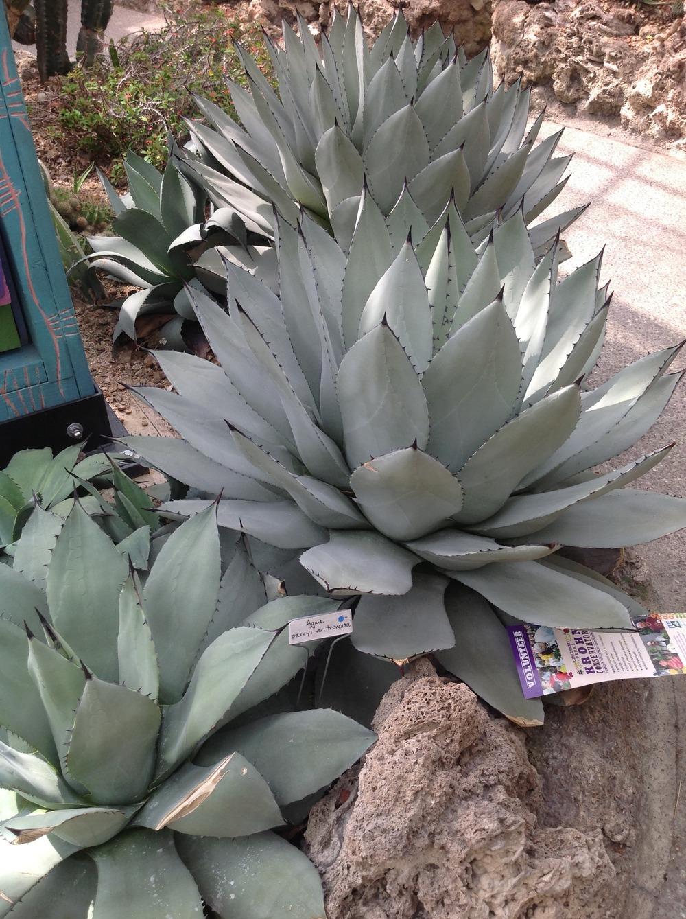 Photo of the entire plant of Artichoke Agave (Agave parryi var ...