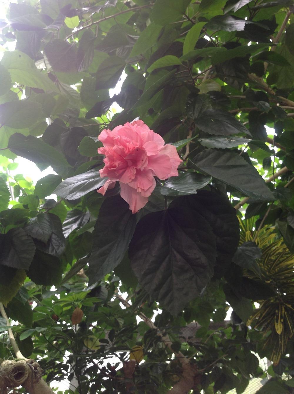 Photo of the bloom of Tropical Hibiscus (Hibiscus rosa-sinensis ...