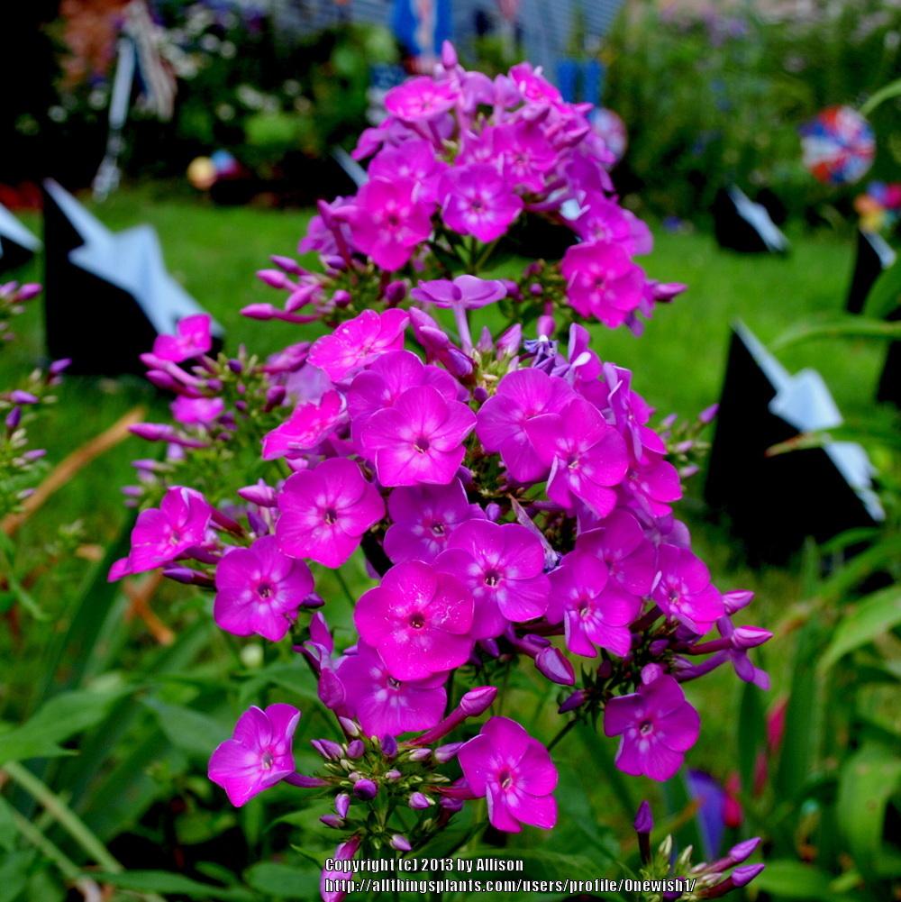 Garden Phlox (Phlox paniculata Volcano Purple) in the Phloxes Database ...