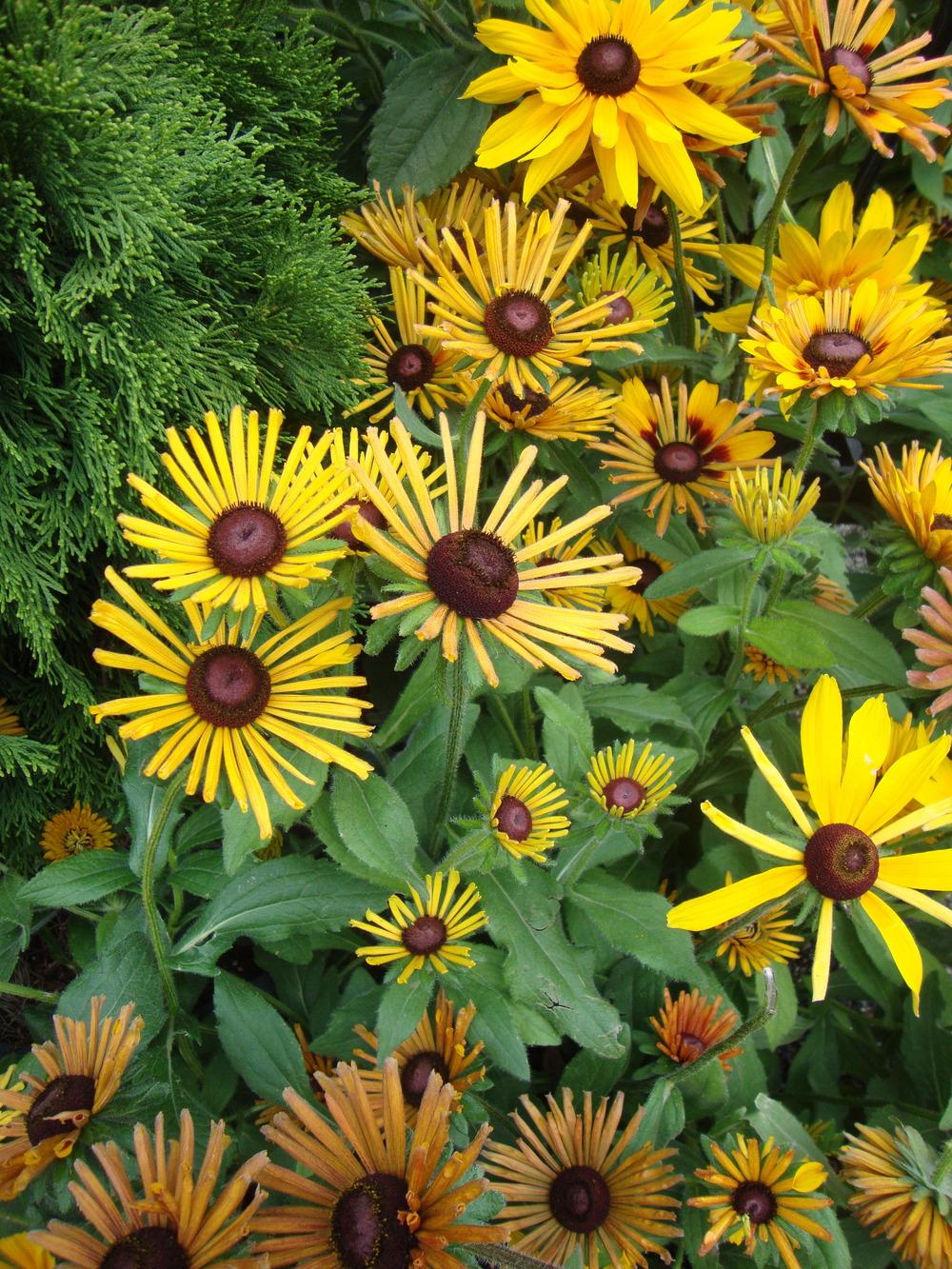 Photo of the bloom of Gloriosa Daisy (Rudbeckia hirta 'Chim Chiminee ...