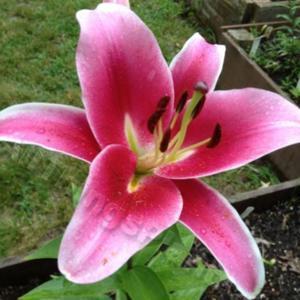 Lily (Lilium 'Dalian') in the Lilies Database - Garden.org