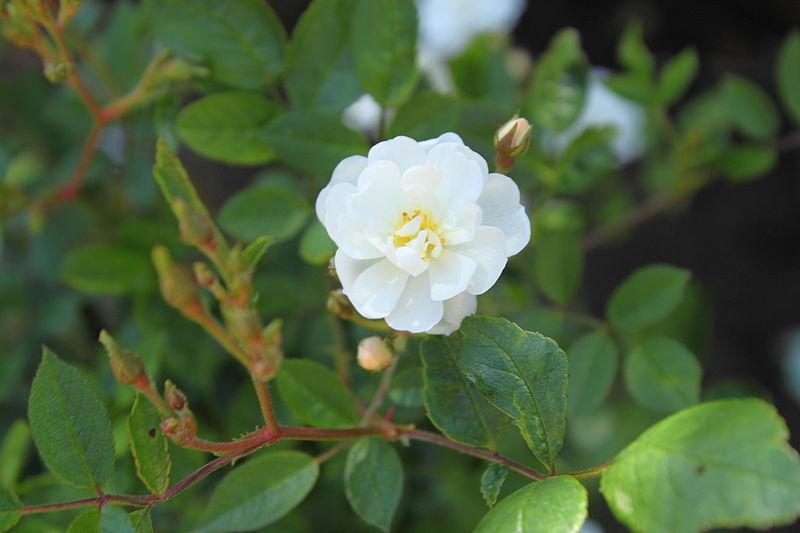 Photo of the bloom of Rose (Rosa 'Gourmet Popcorn') posted by ...