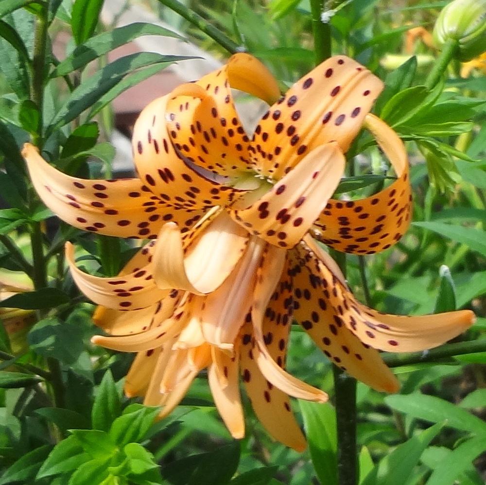 Photo of the bloom of Double Tiger Lily (Lilium lancifolium 'Flore ...