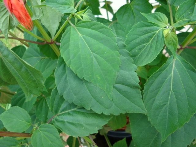 Photo of the leaves of Salvia (Salvia splendens 'Bonfire') posted by ...