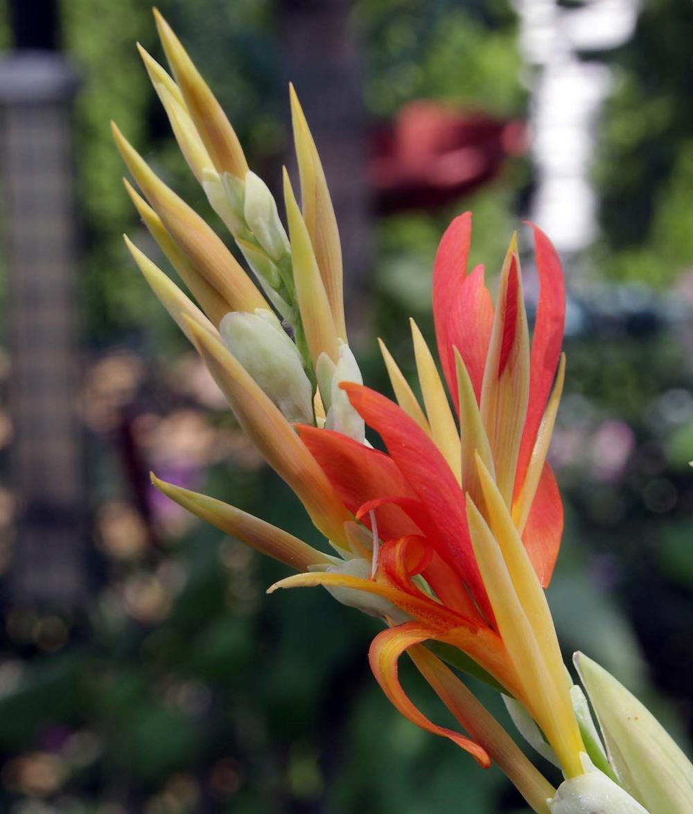 Canna Lily (Canna x generalis 'Firecracker') in the Cannas Database ...