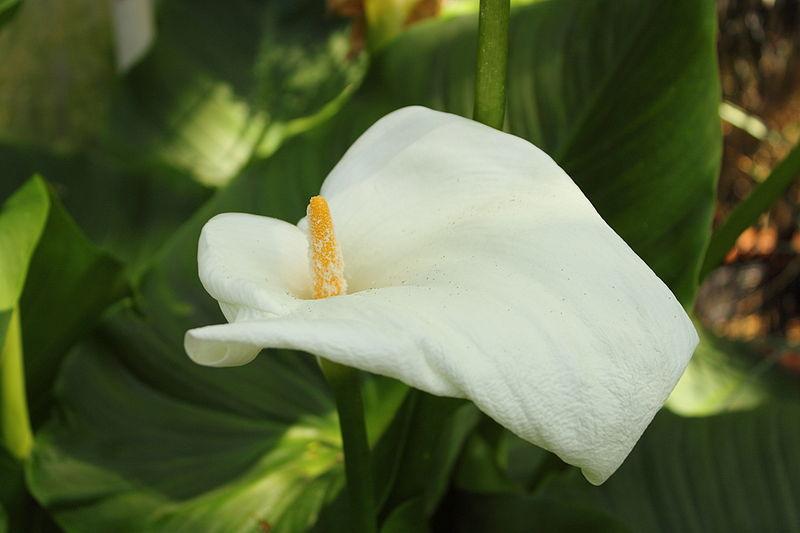 Calla Lily (Zantedeschia aethiopica 'Hercules') in the Callas Database ...