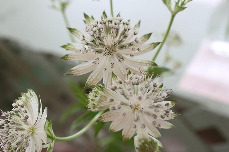 Masterwort (Astrantia major 'Snow Star') - Garden.org