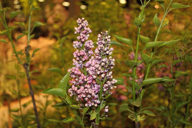 Photo of the bloom of Common Lilac (Syringa vulgaris 'Monge') posted by ...