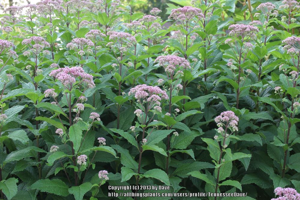 Joe Pye Weed: Plant Care and Collection of Varieties - Garden.org